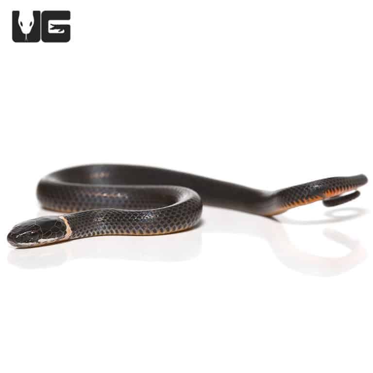 C.B. Baby Ringneck Snakes (Diadophis punctatus) For Sale - Underground ...