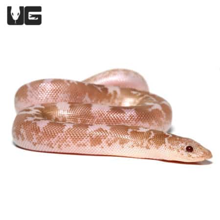Baby Snow Kenyan Sand Boas For Sale - Underground Reptiles