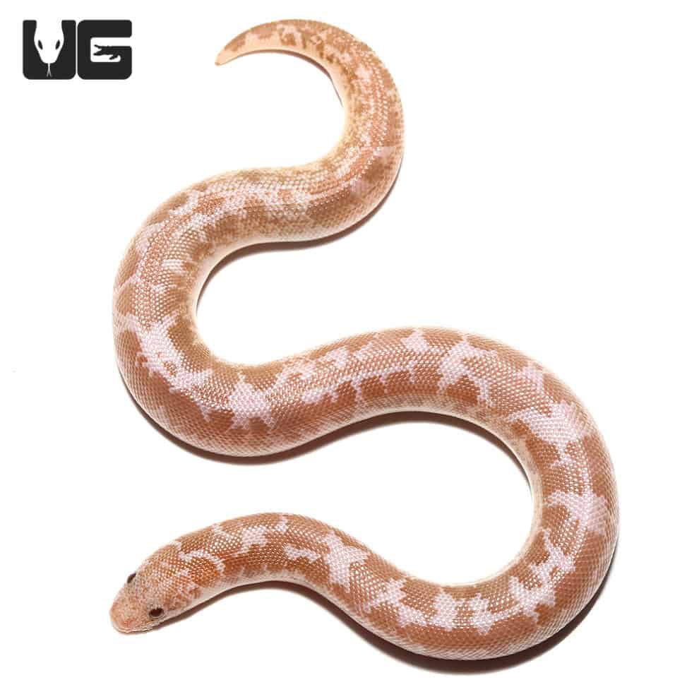 Baby Snow Kenyan Sand Boas For Sale - Underground Reptiles