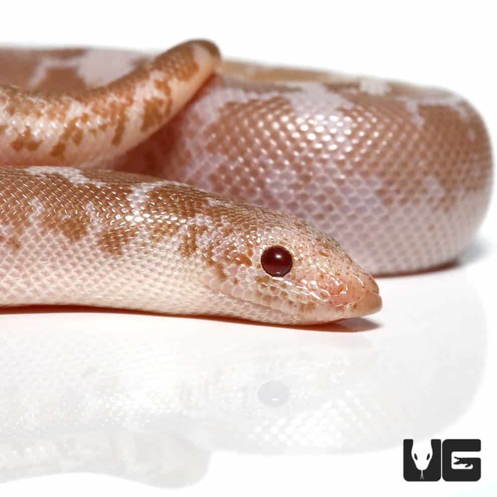 Baby Snow Kenyan Sand Boas For Sale - Underground Reptiles