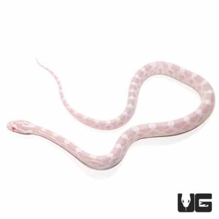 Baby Snow Motley Cornsnakes For Sale - Underground Reptiles