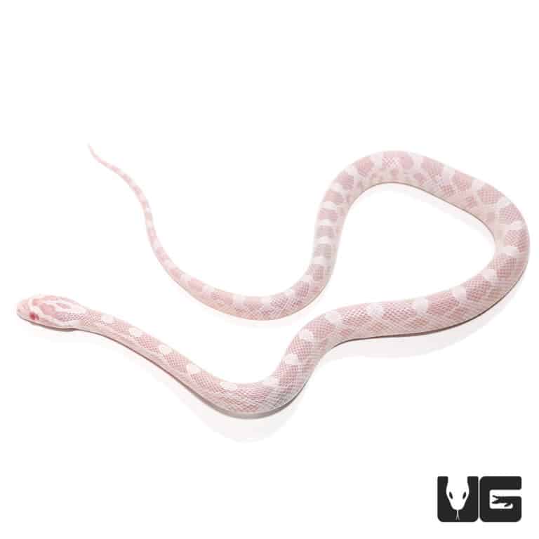 Baby Snow Motley Cornsnakes For Sale - Underground Reptiles