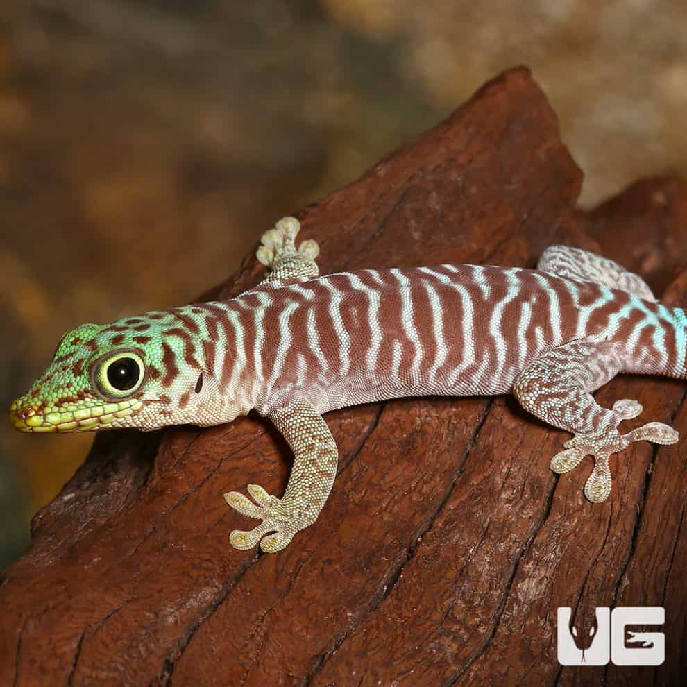 Day Geckos For Sale - Underground Reptiles