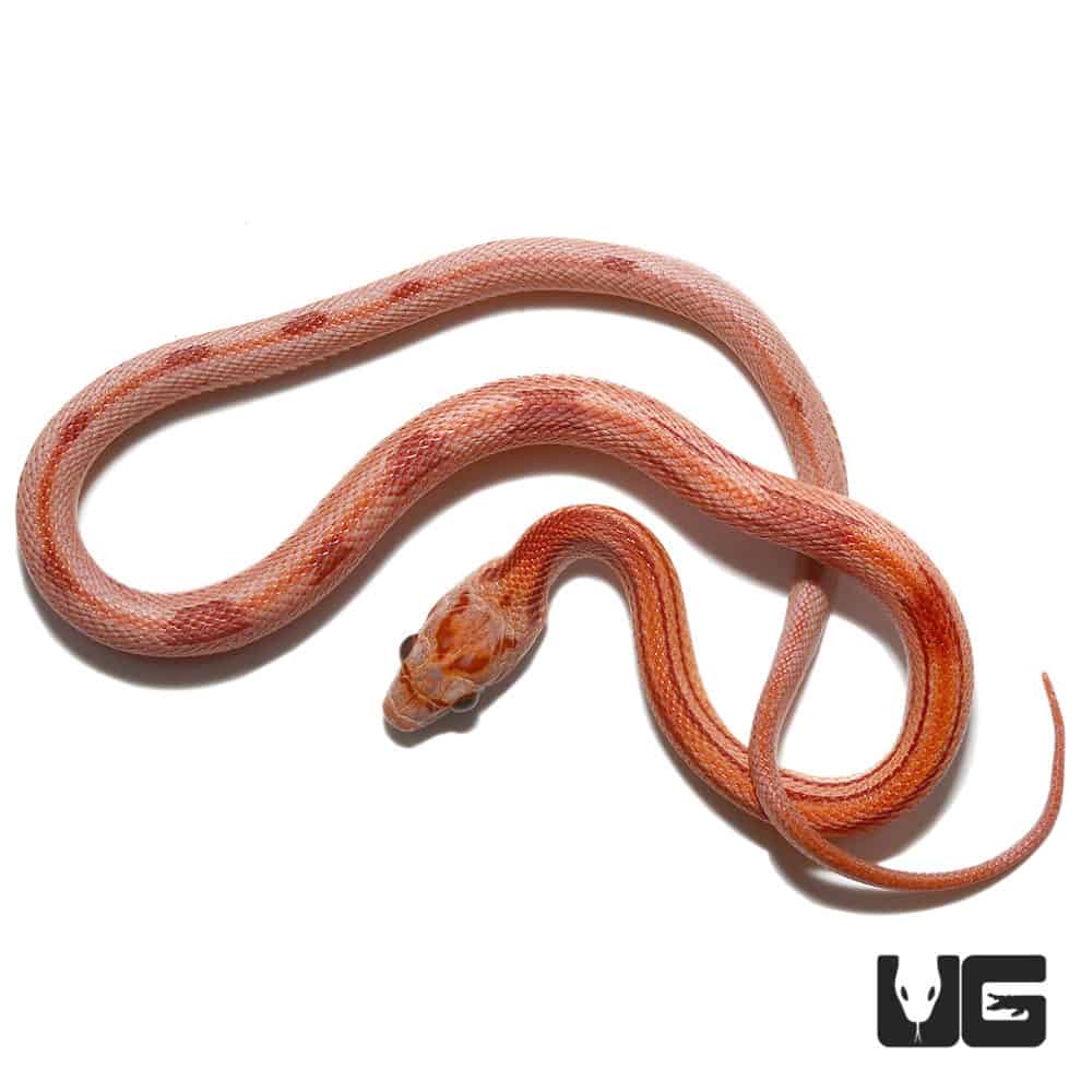 Baby Striped Blood Red Motley Cornsnake (Pantherophis guttatus) For ...