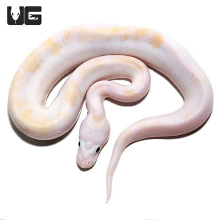Ball Pythons For Sale - Underground Reptiles