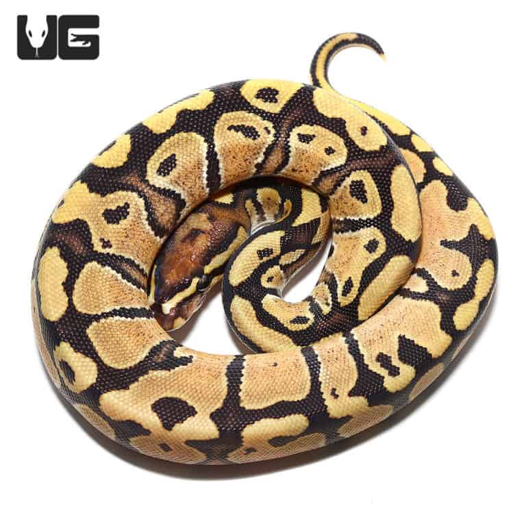 Baby Ball Pythons For Sale - Underground Reptiles