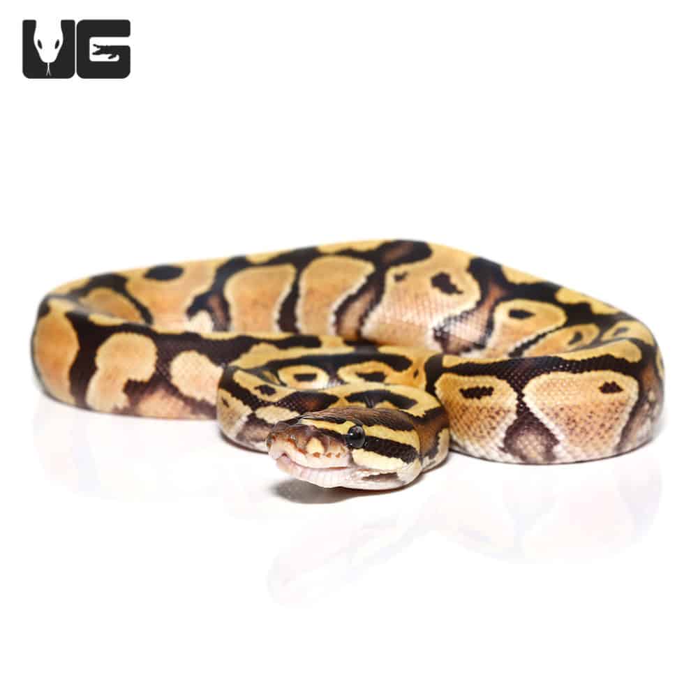 Baby Ball Pythons For Sale - Underground Reptiles