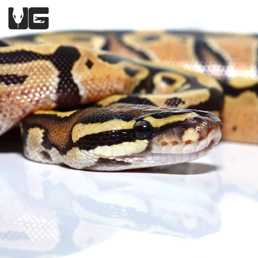 Baby Ball Pythons For Sale - Underground Reptiles