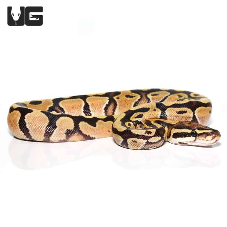 Baby Ball Pythons For Sale - Underground Reptiles