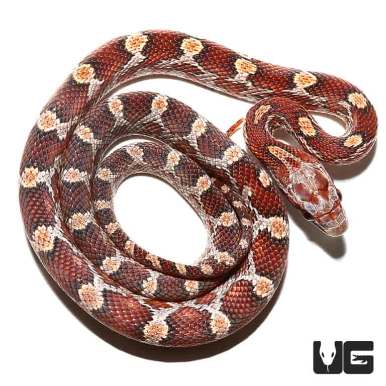 Baby Baby Blood Red Het Caramel Cornsnake (Pantherophis guttatus) For ...