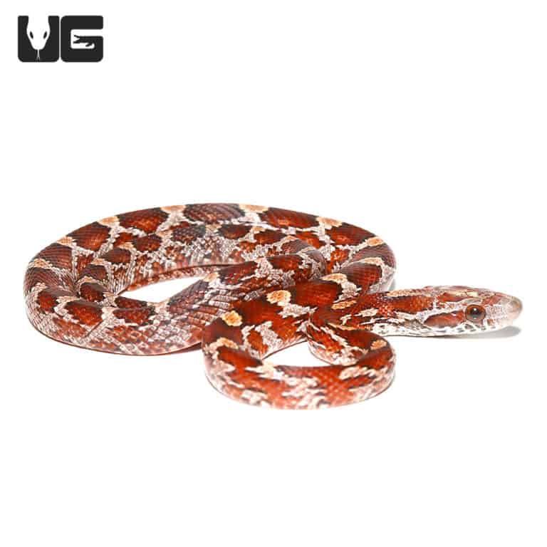 Baby Baby Blood Red Het Caramel Cornsnake (Pantherophis guttatus) For ...