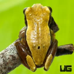 Bolifamba Reed Frogs For Sale - Underground Reptiles