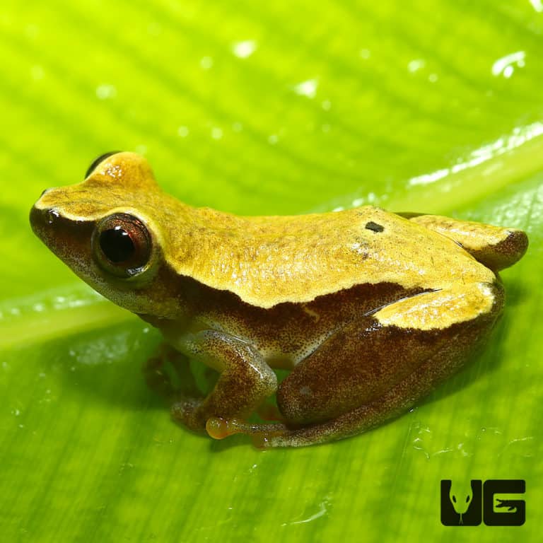 Bolifamba Reed Frogs For Sale - Underground Reptiles