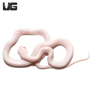 Baby Palmetto Cornsnake For Snake - Underground Reptiles
