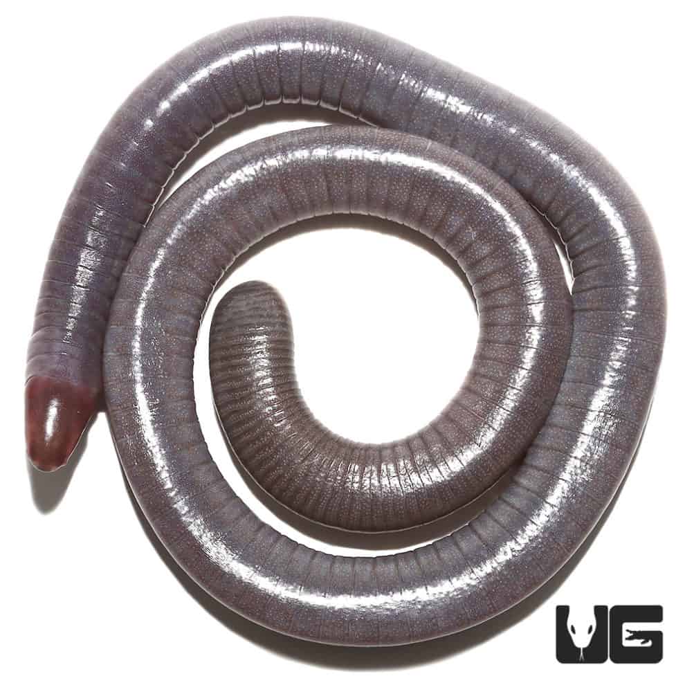 Congo Caecilian for sale - Underground Reptiles