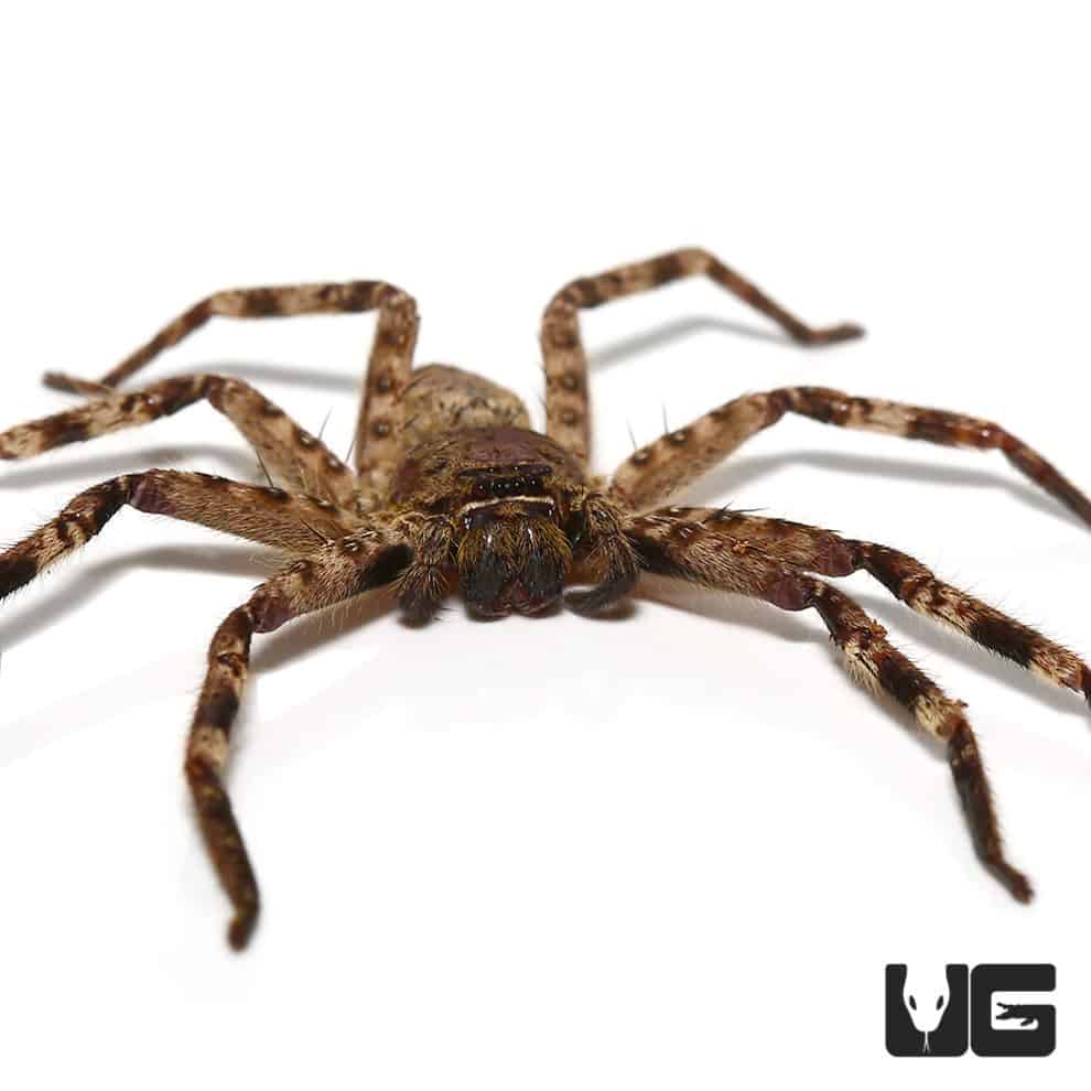 Cameroon Crab Spider (barylestis scutatus") For Sale - Underground Reptiles