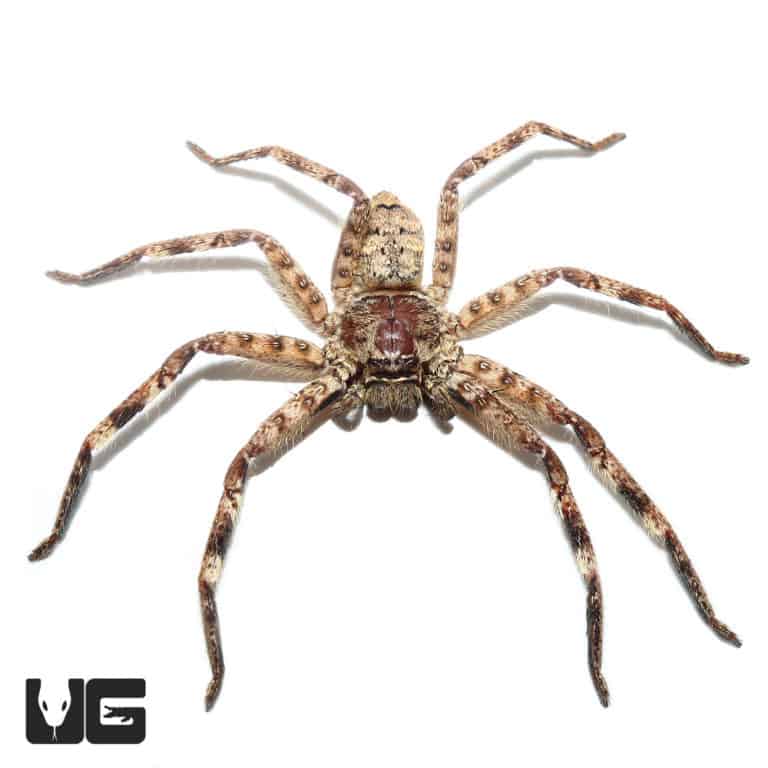 Cameroon Crab Spider (barylestis scutatus") For Sale - Underground Reptiles