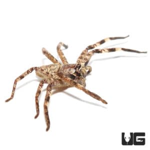 Cameroon Crab Spider (barylestis scutatus") For Sale - Underground Reptiles