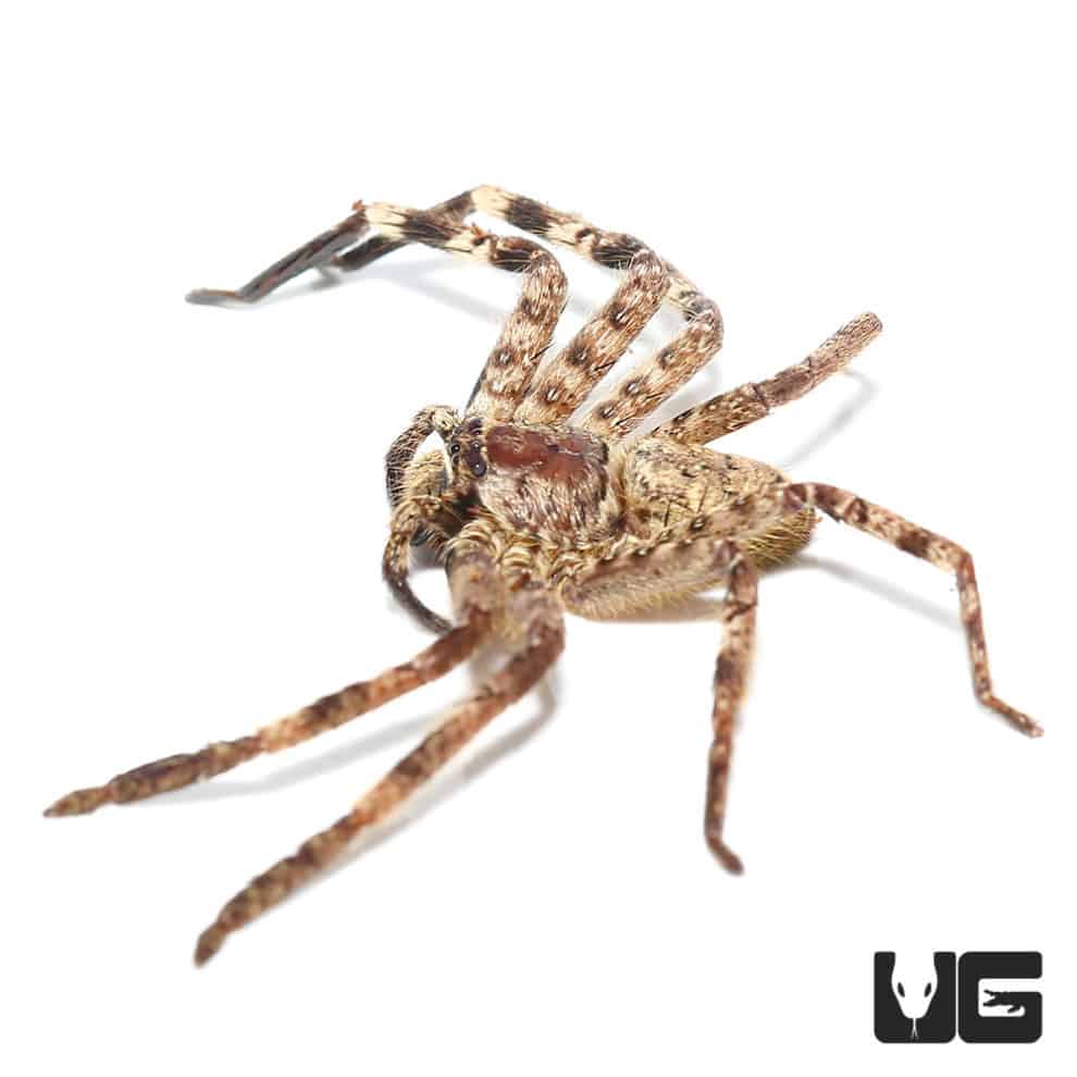 Cameroon Crab Spider (barylestis scutatus") For Sale - Underground Reptiles