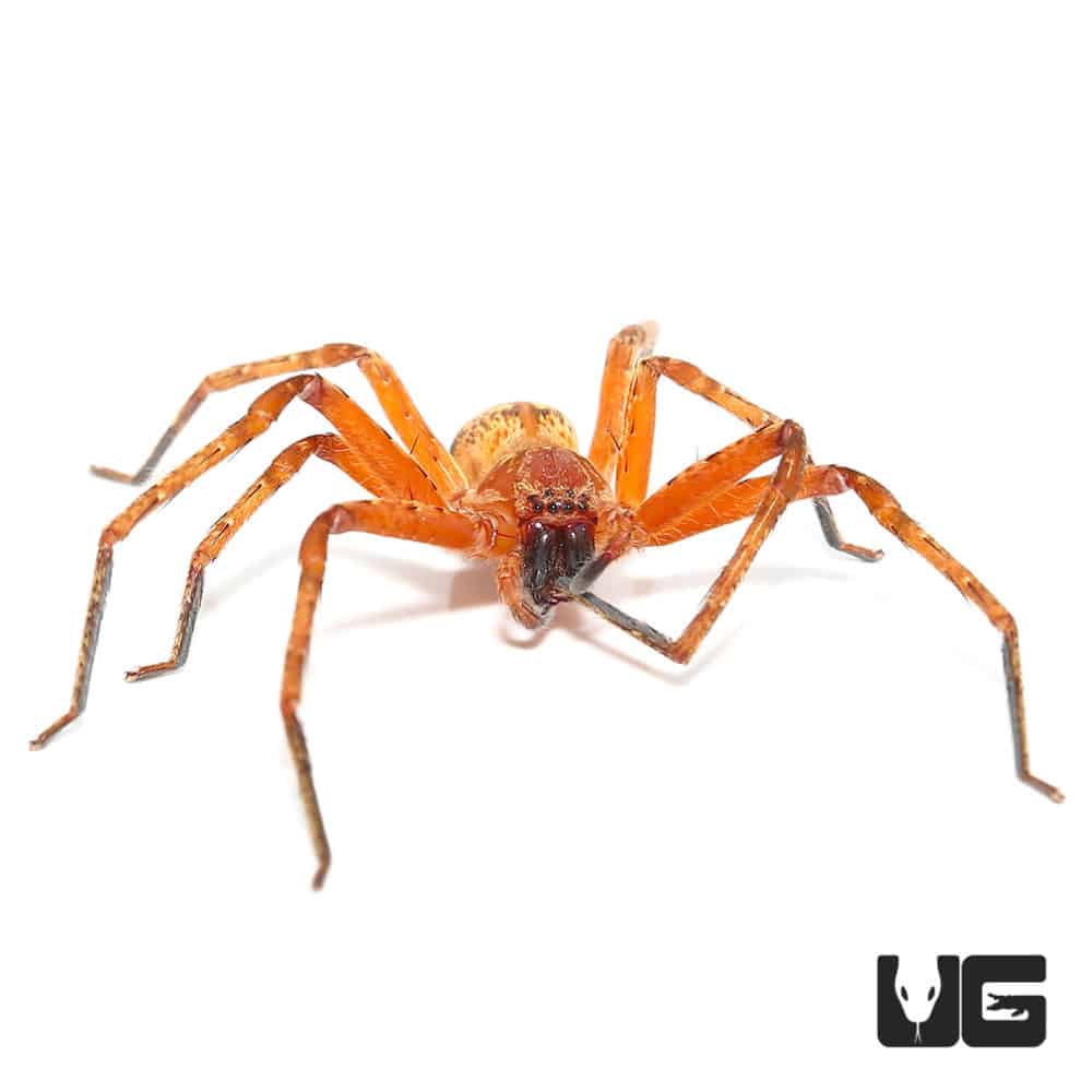 Baby Six Spotted Fishing Spiders for sale - Underground Reptiles