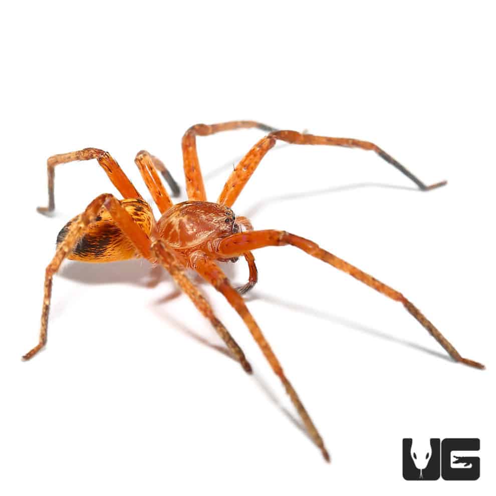 Baby Six Spotted Fishing Spiders for sale - Underground Reptiles