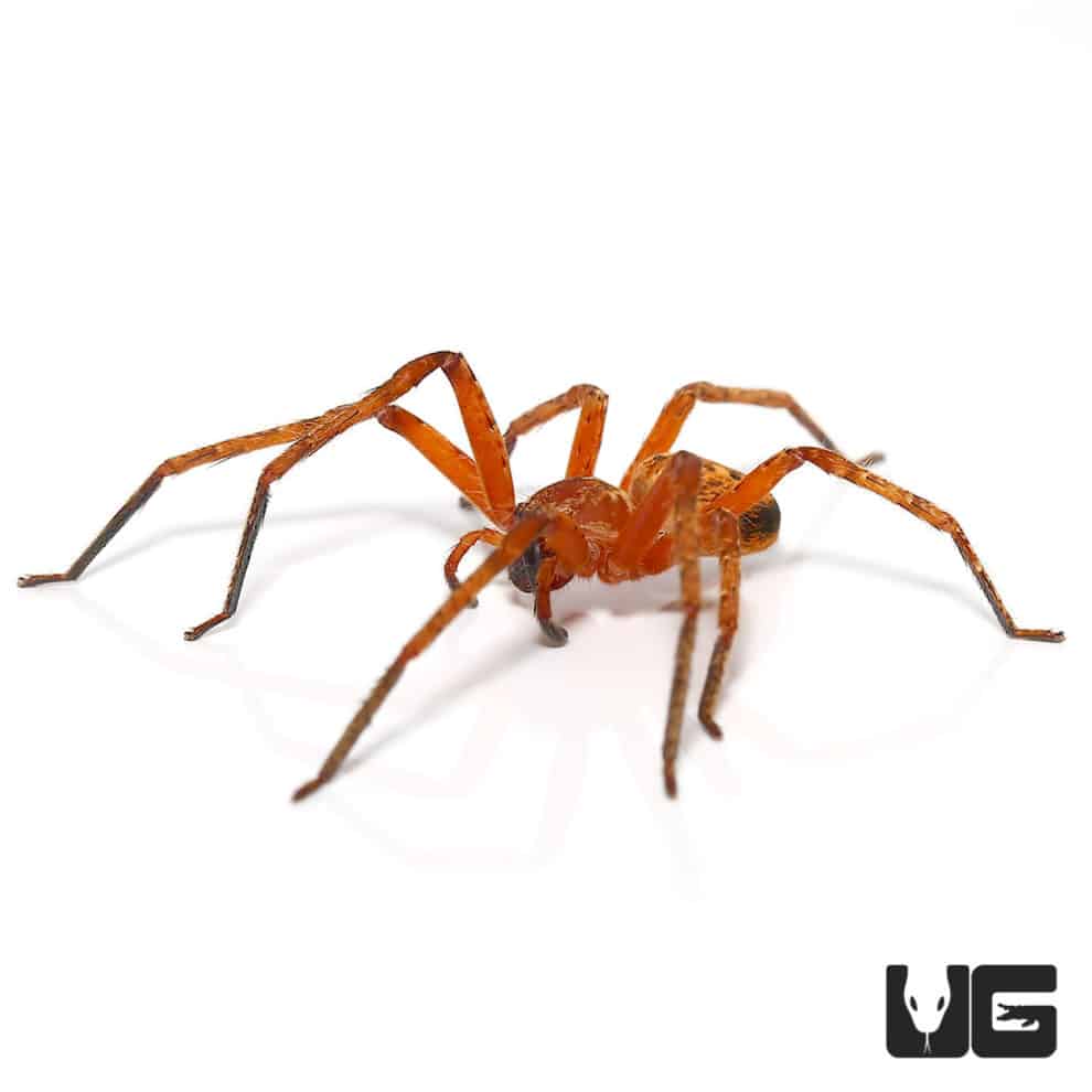 Baby Six Spotted Fishing Spiders for sale - Underground Reptiles