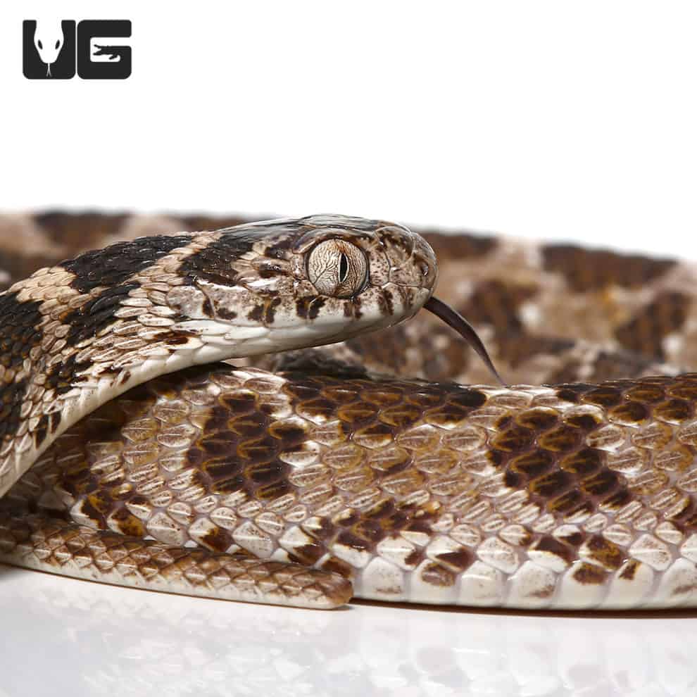 Egyptian Egg Eating Snakes (Dasypeltis bazi) For Sale - Underground ...