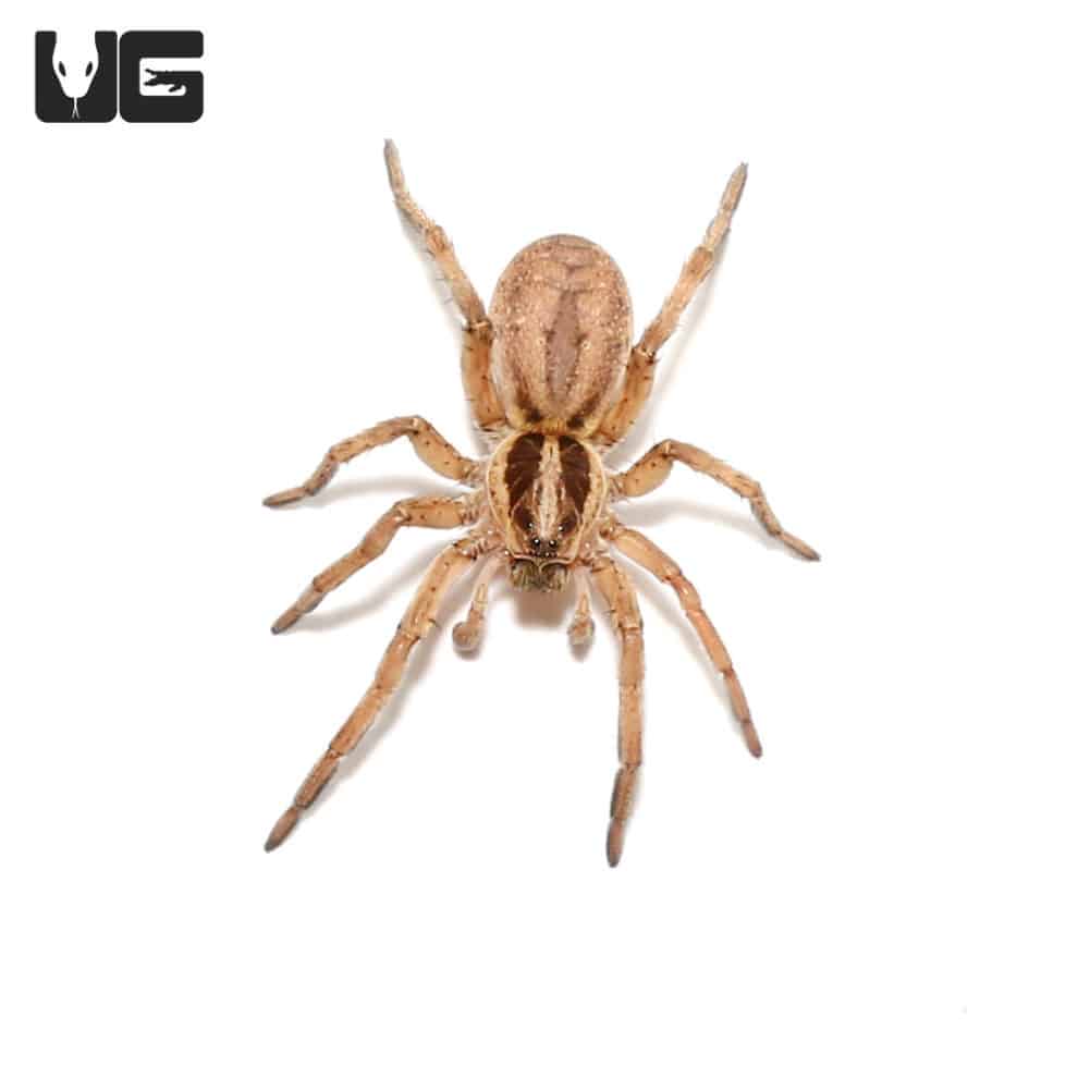 Egyptian Wolf Spider - Underground Reptiles