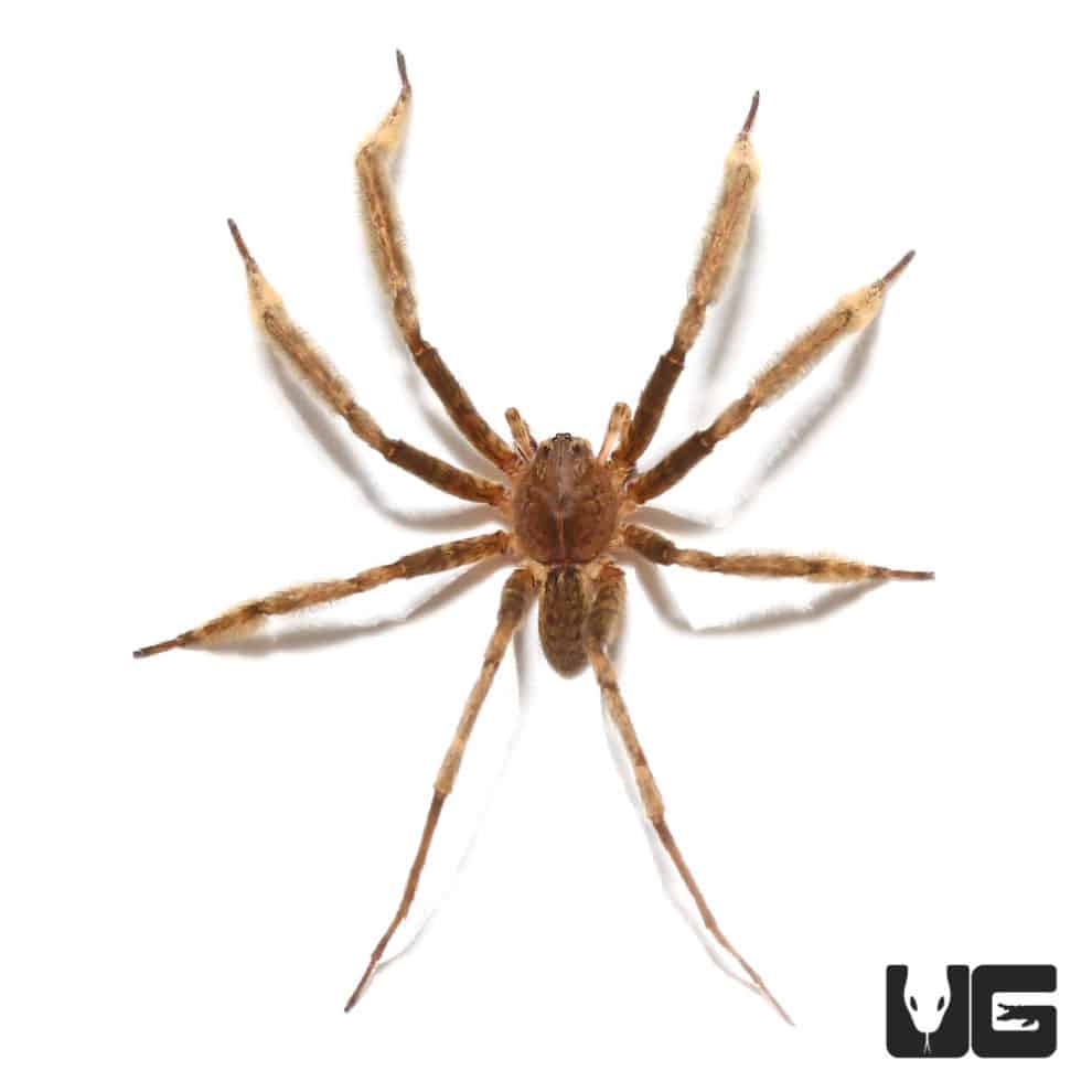 Field Wolf Spiders for sale - Underground Reptiles