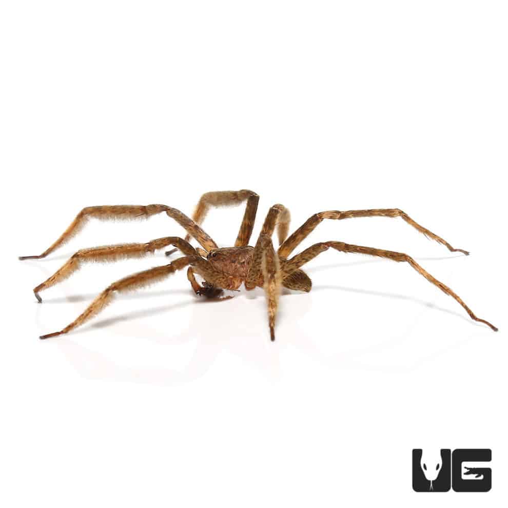 Field Wolf Spiders for sale - Underground Reptiles