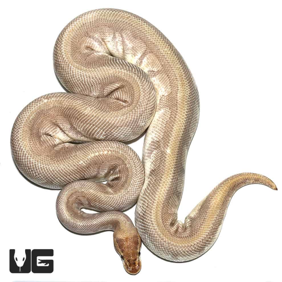 2018 Lavender Albino Spider Ball Python For Sale - Underground Reptiles