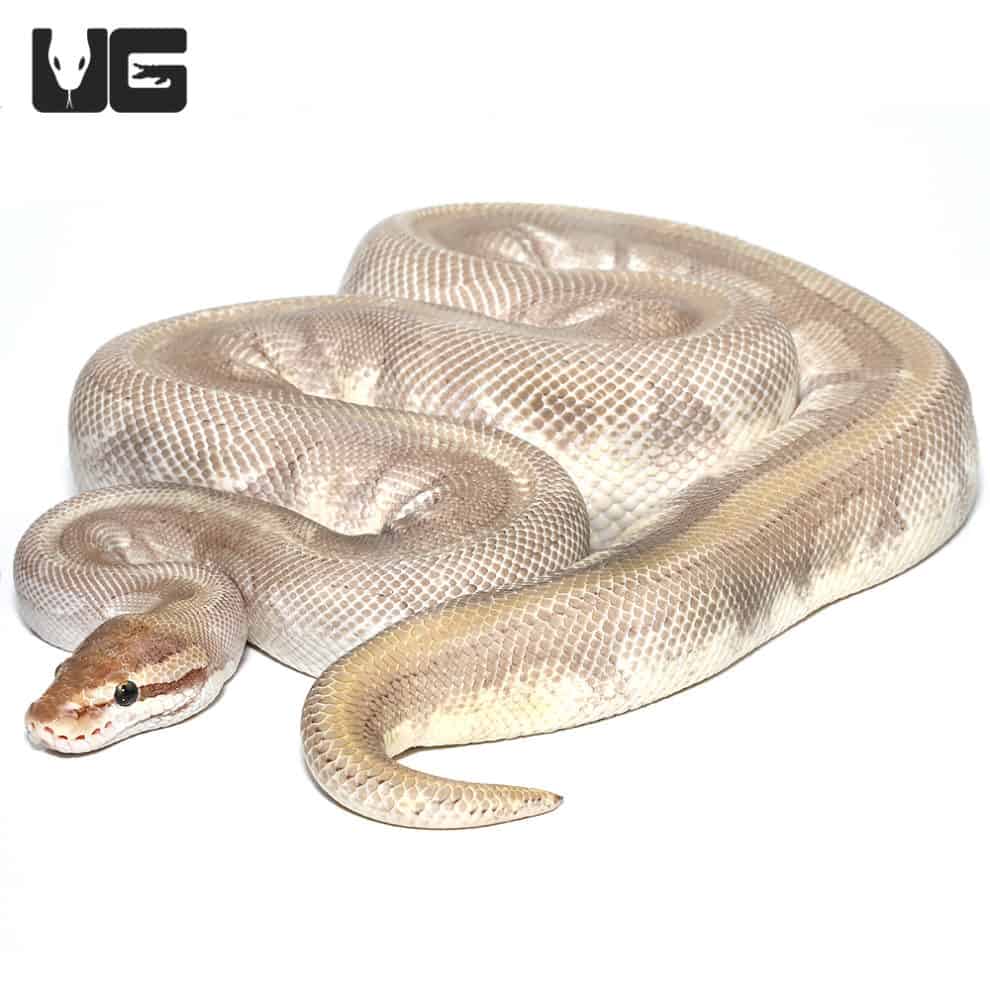 2018 Lavender Albino Spider Ball Python For Sale - Underground Reptiles