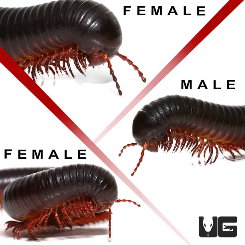 Giant African Millipedes for sale - Underground Reptiles
