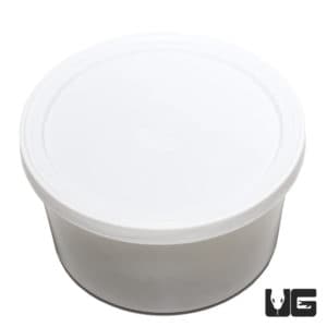 Isopods For Sale - Underground Reptiles