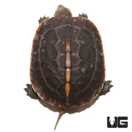 Baby Asian Box Turtle - Underground Reptiles
