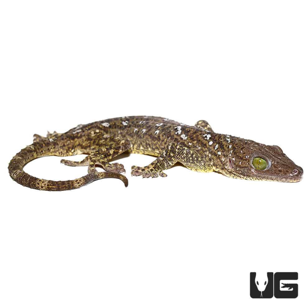 Green Eyed Geckos For Sale - Underground Reptiles