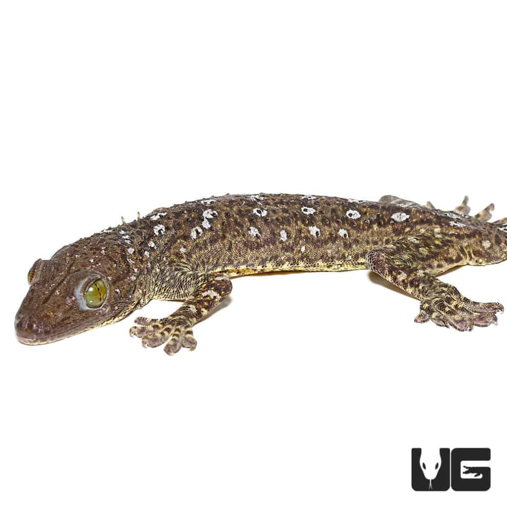 Green Eyed Geckos For Sale - Underground Reptiles