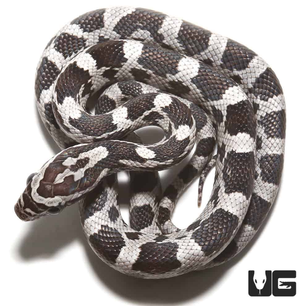 Baby Anery Cornsnake (Pantherophis guttatus) For Sale - Underground ...