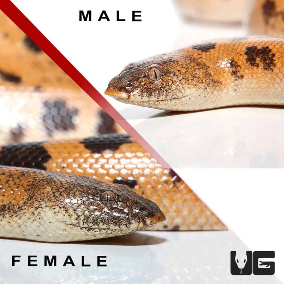 High Gold Saharan Sand Boas (Eryx colubrinus) For Sale - Underground ...