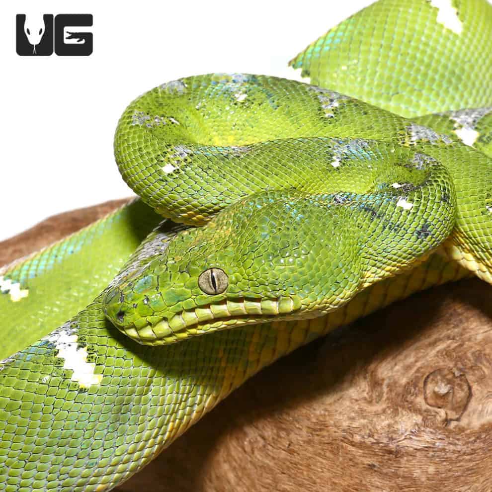 High White Emerald Tree Boa (Corallus caninus) For Sale - Underground ...
