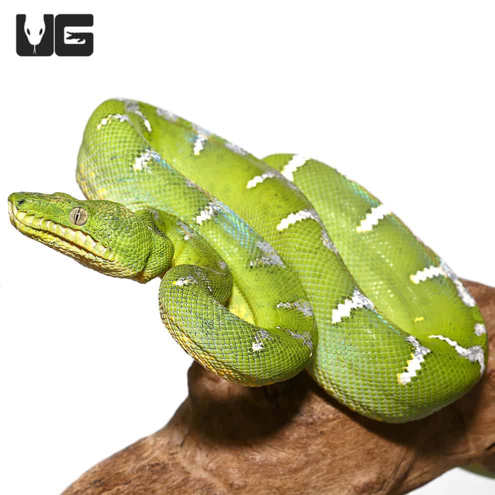 High White Emerald Tree Boa (Corallus caninus) For Sale - Underground ...