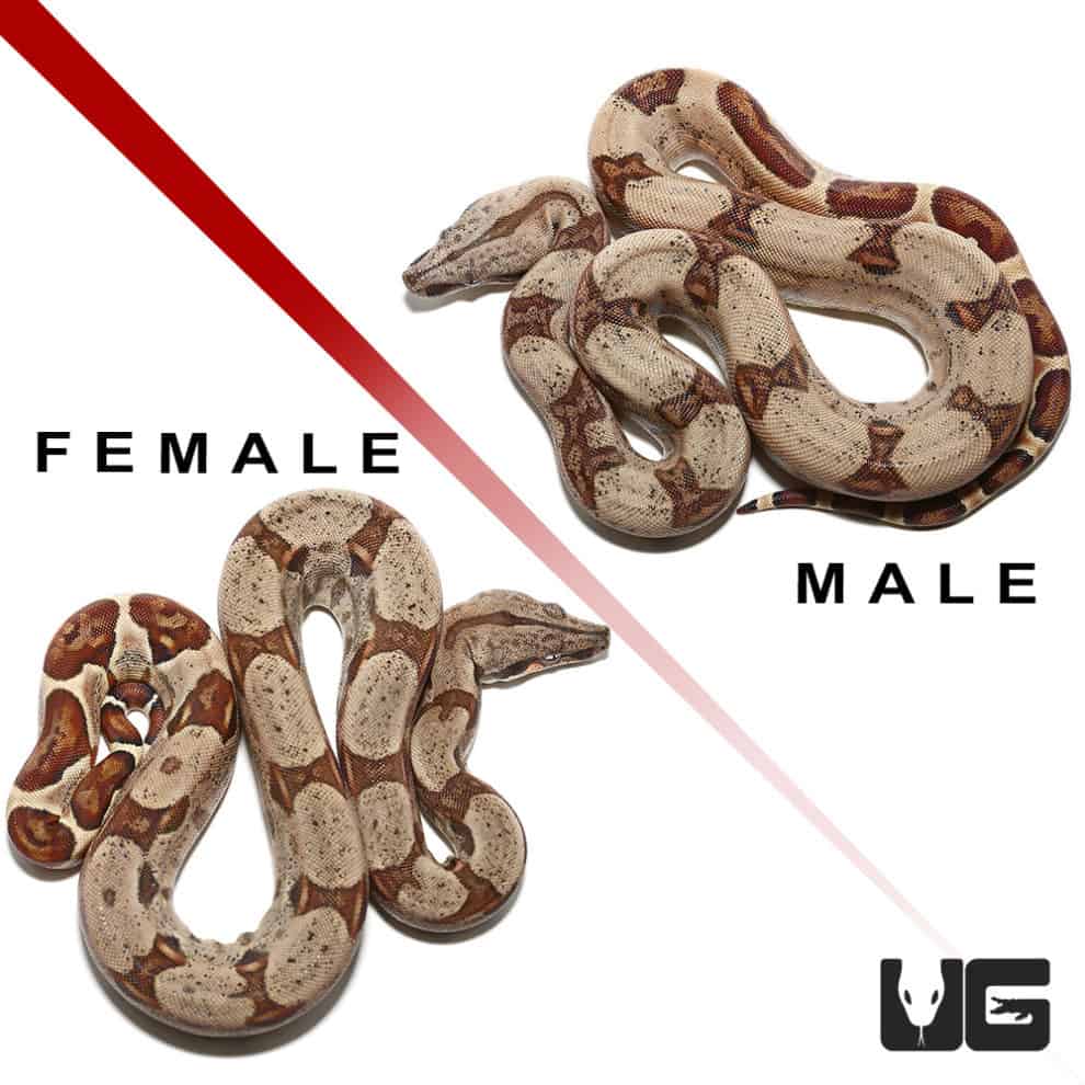 Baby Hypo Het Sharp Albino Colombian Redtail Boa Pair (Boa constrictor ...