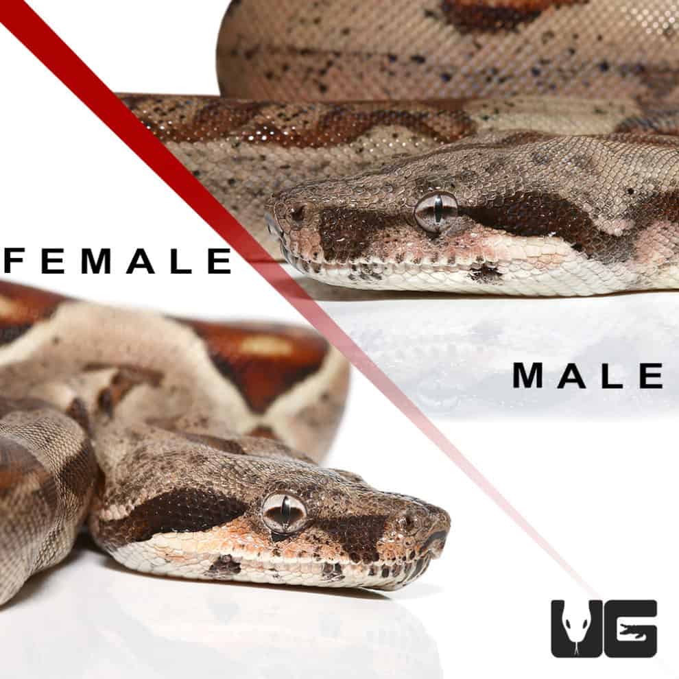 Baby Hypo Het Sharp Albino Colombian Redtail Boa Pair (Boa constrictor ...