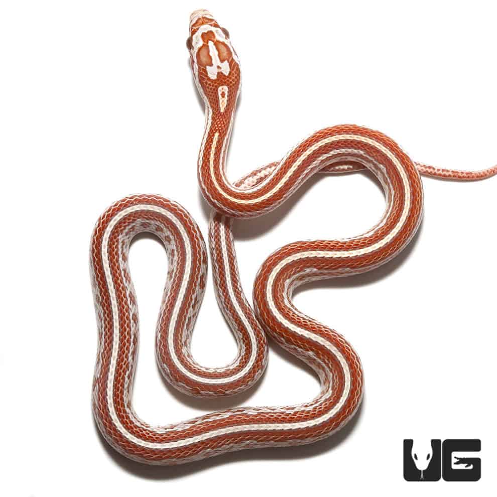Hypo Tessera Cornsnake (Pantherophis guttatus) For Sale - Underground ...