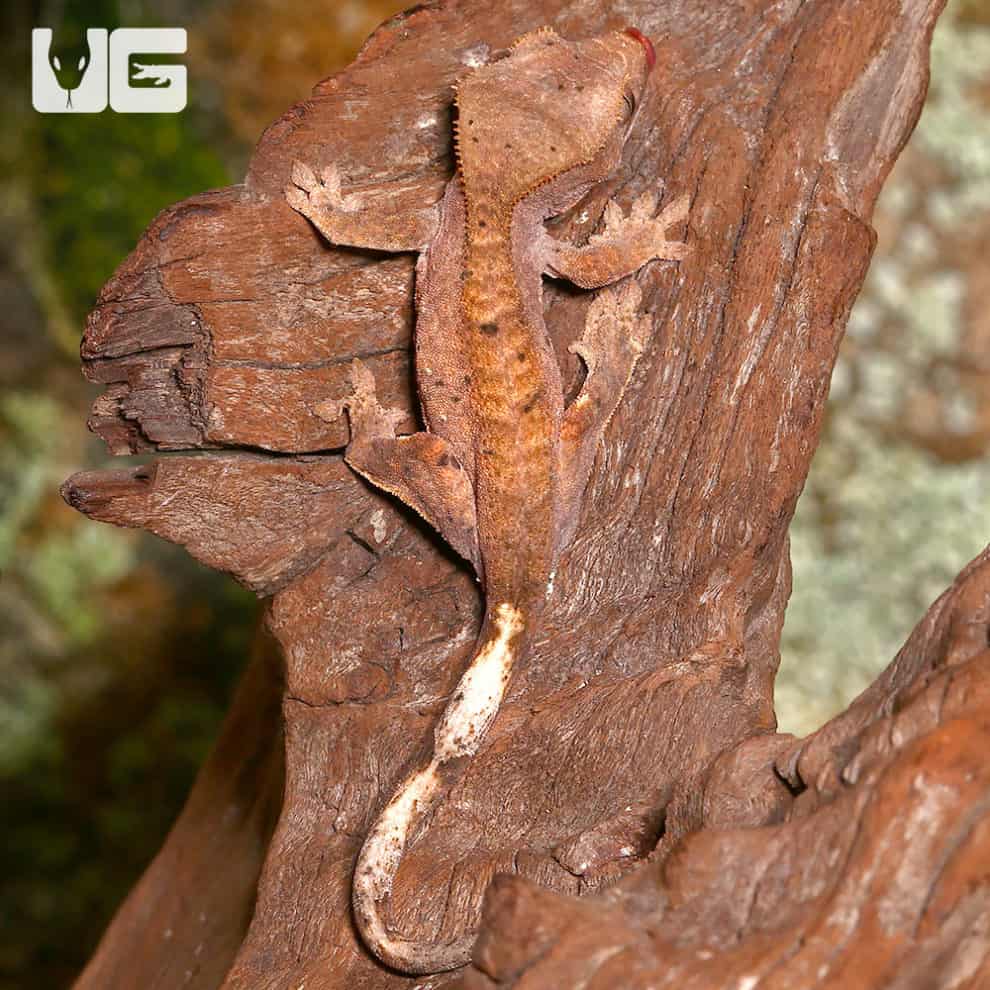 Juvenile Dalmatian Crested Geckos For Sale - Underground Reptiles