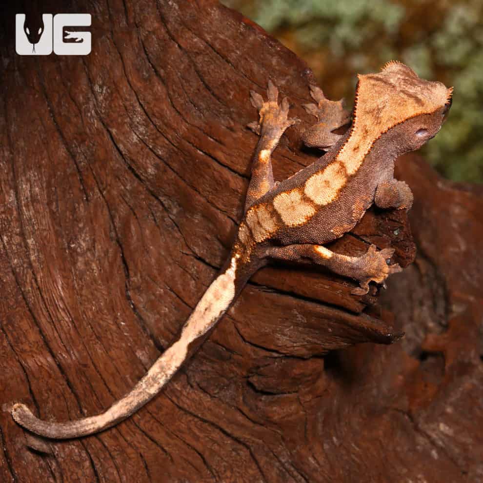 Baby Harlequin Partial Pinstripe Crested Geckos For Sale - Underground ...