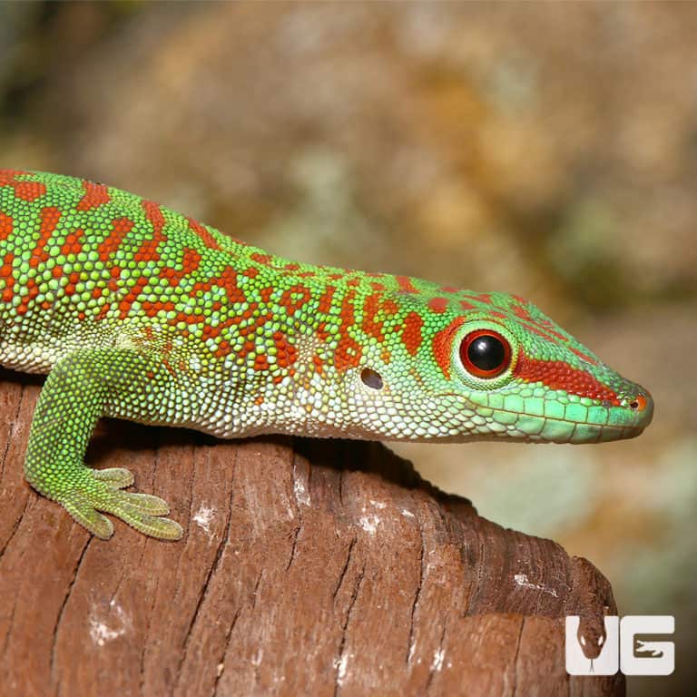 Day Geckos For Sale - Underground Reptiles