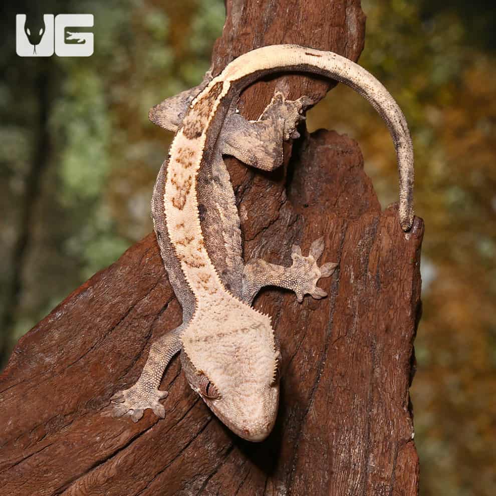 Partial Pinstripe Crested Geckos For Sale - Underground Reptiles