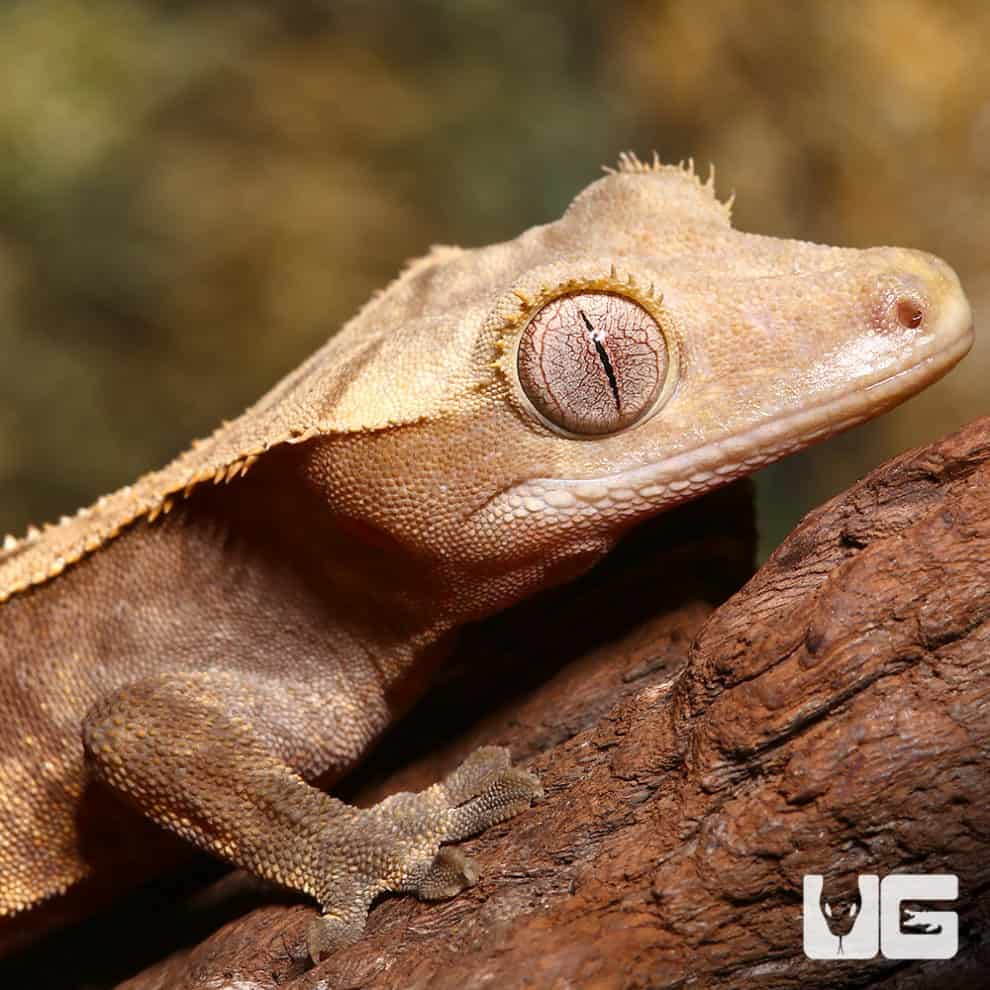 Juvenile Tailless Partial Pinstripe Crested Gecko (Correlophus ciliatus ...