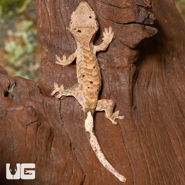 Baby Harlequin Partial Pinstripe Crested Geckos For Sale - Underground ...